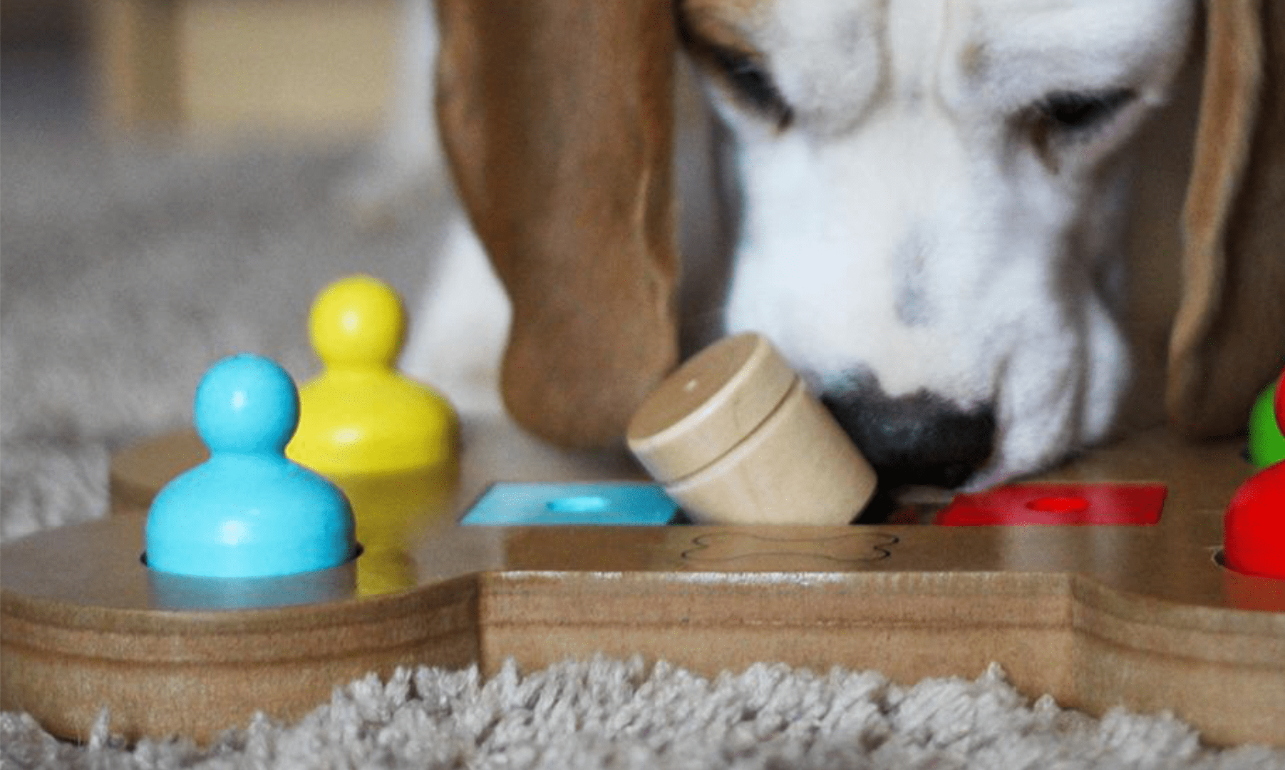 Interaktivní hračky pro psy a kočky - Krmiva u Toma